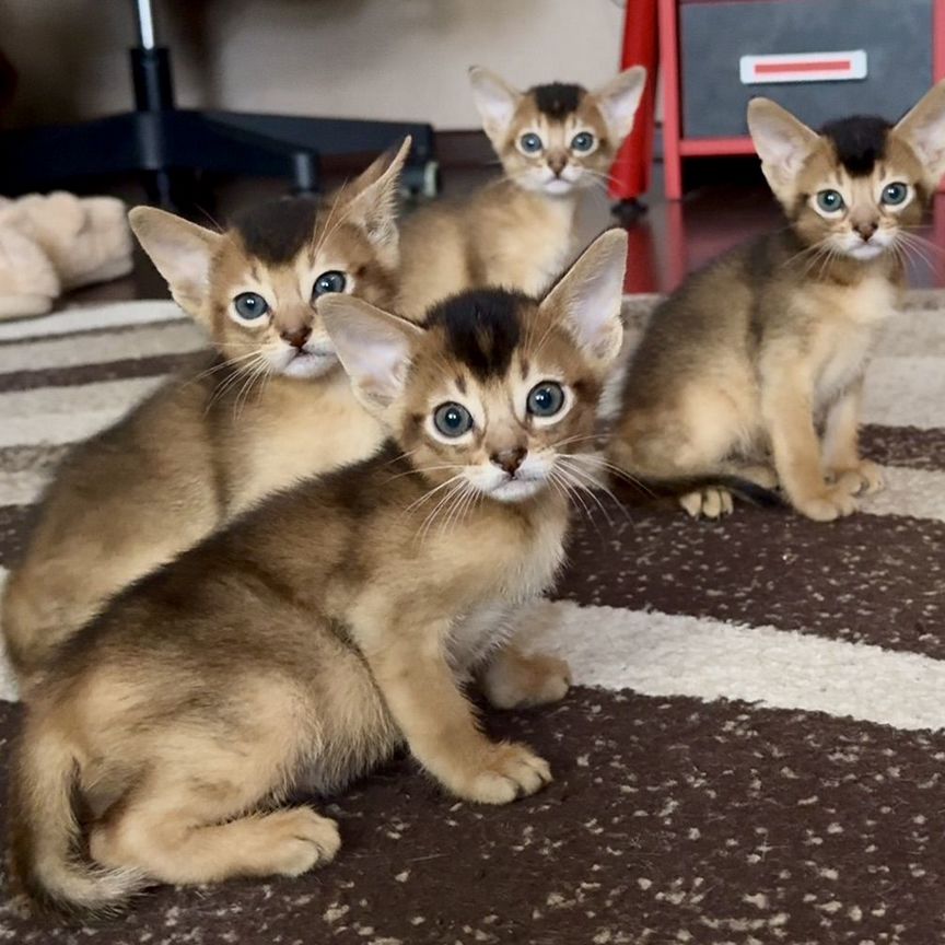Абиссинские котята с документами