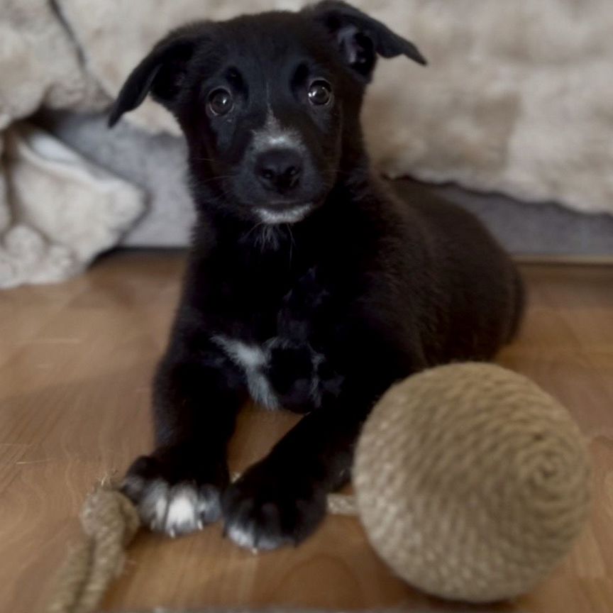 Щенок в добрые руки