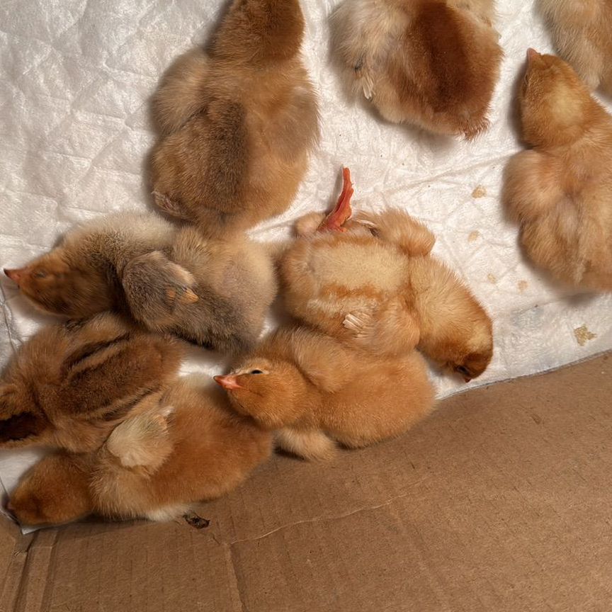 Цыплята смесь