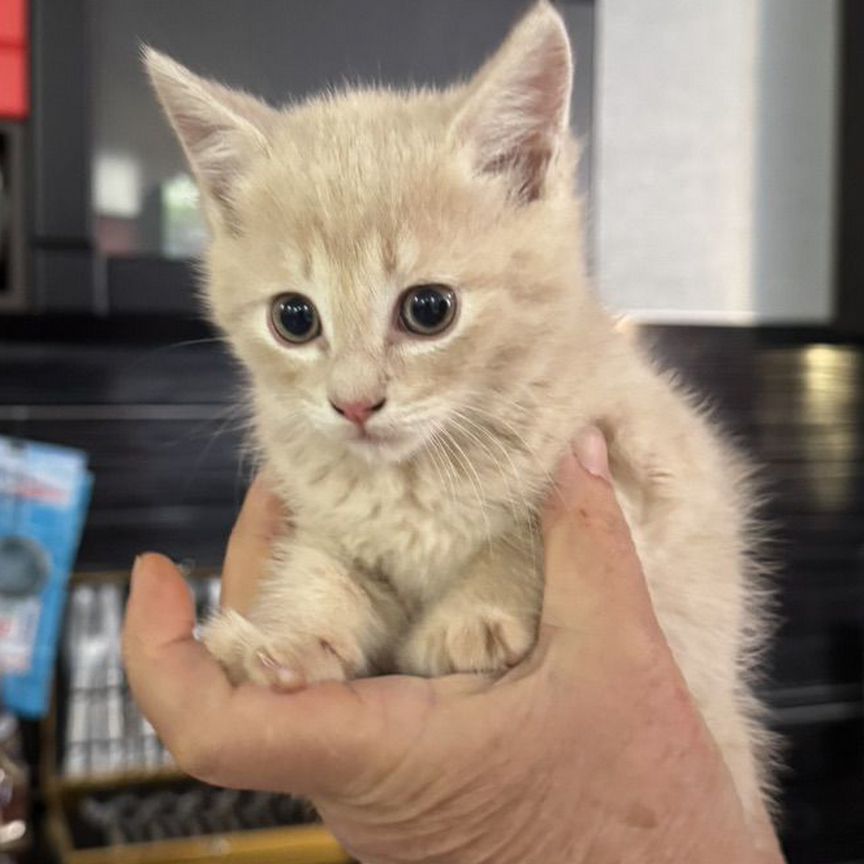 Котёнок в добрые руки
