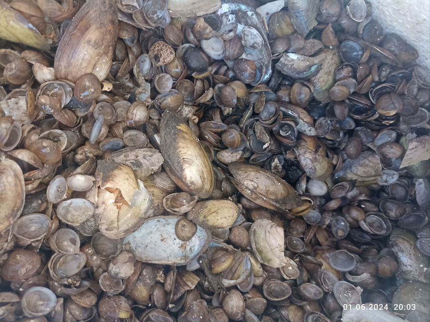 Ракушка речная