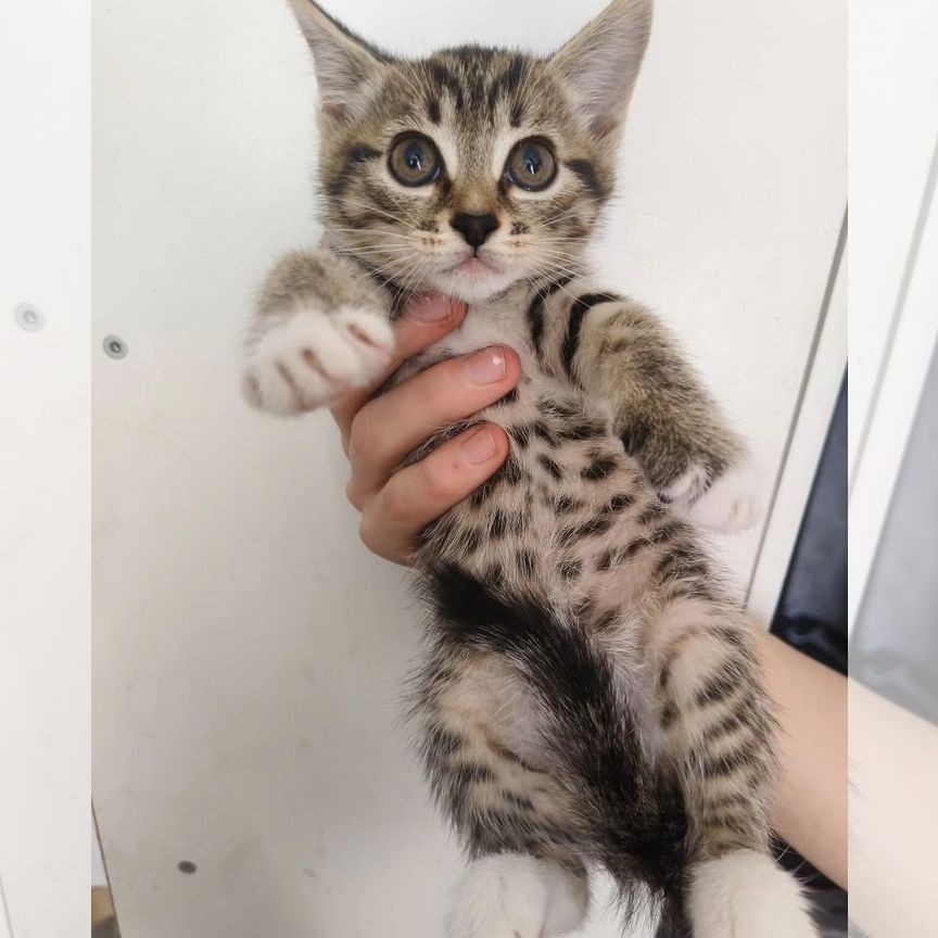 Шотландский прямоухий короткошёрстный котёнок