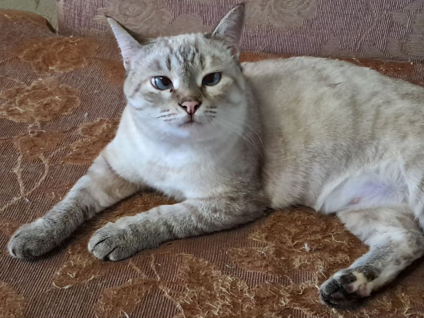 Красавица Ева бесплатно