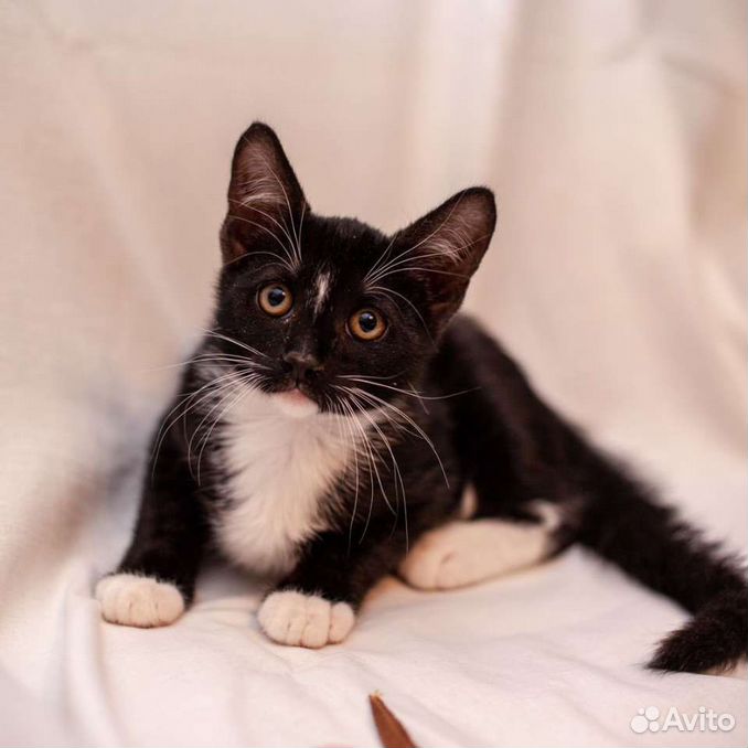 Котенок Бакс 3 мес в дар