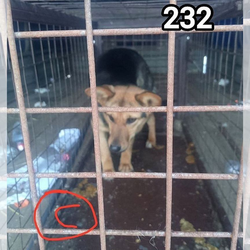 Взрослая собака в добрые руки