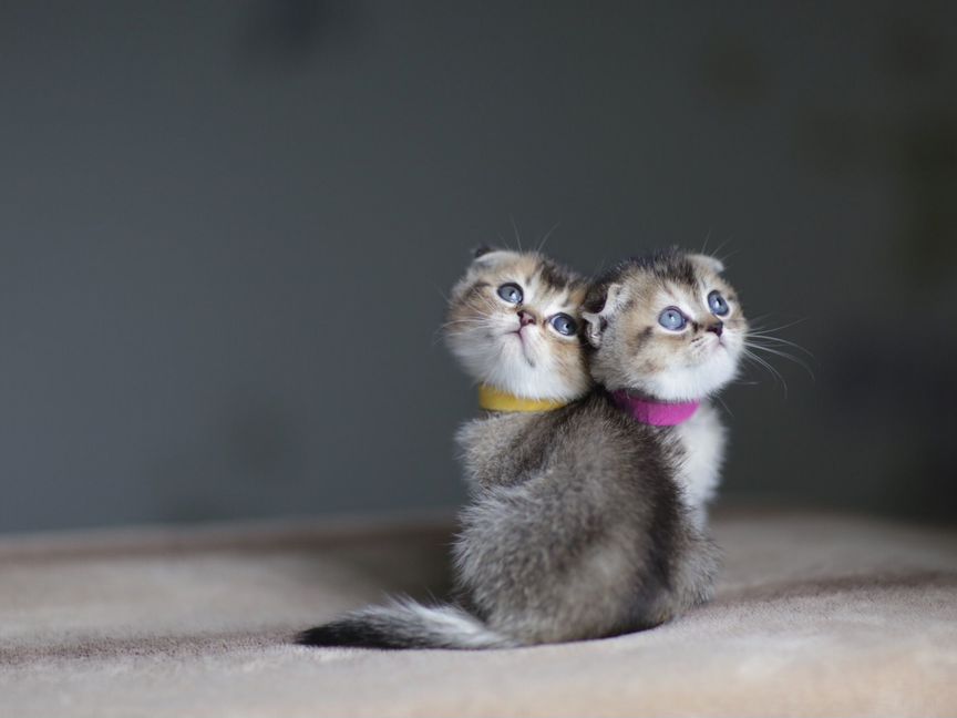 Шотландские котята золотая шиншилла