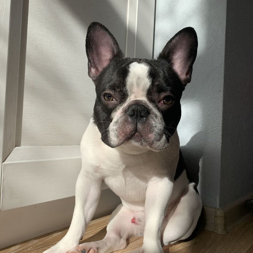 Французский бульдог 2 года