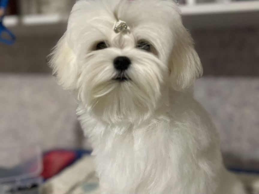 Мальтезе мальтийская болонка