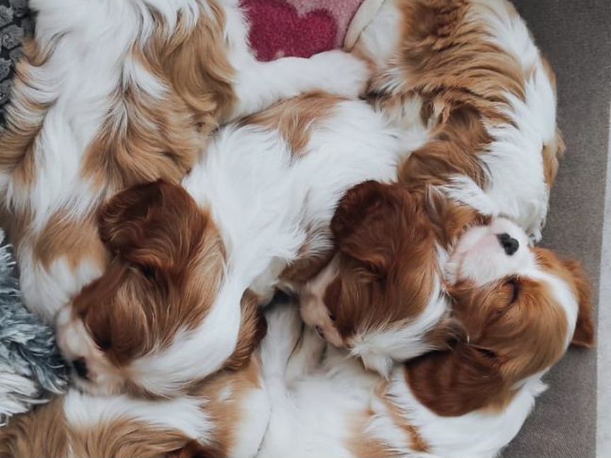 Кинг чарльз спаниель щенки