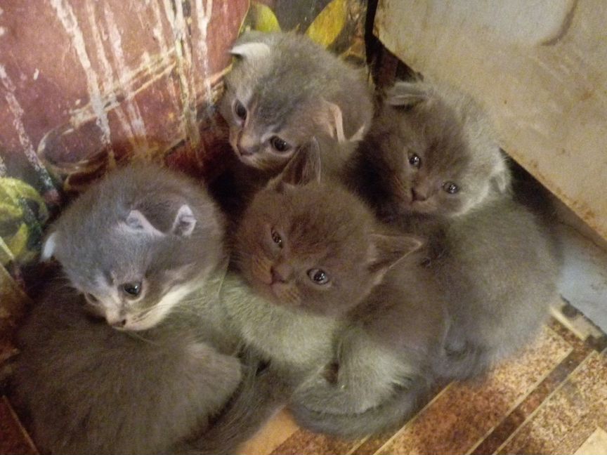 Котята