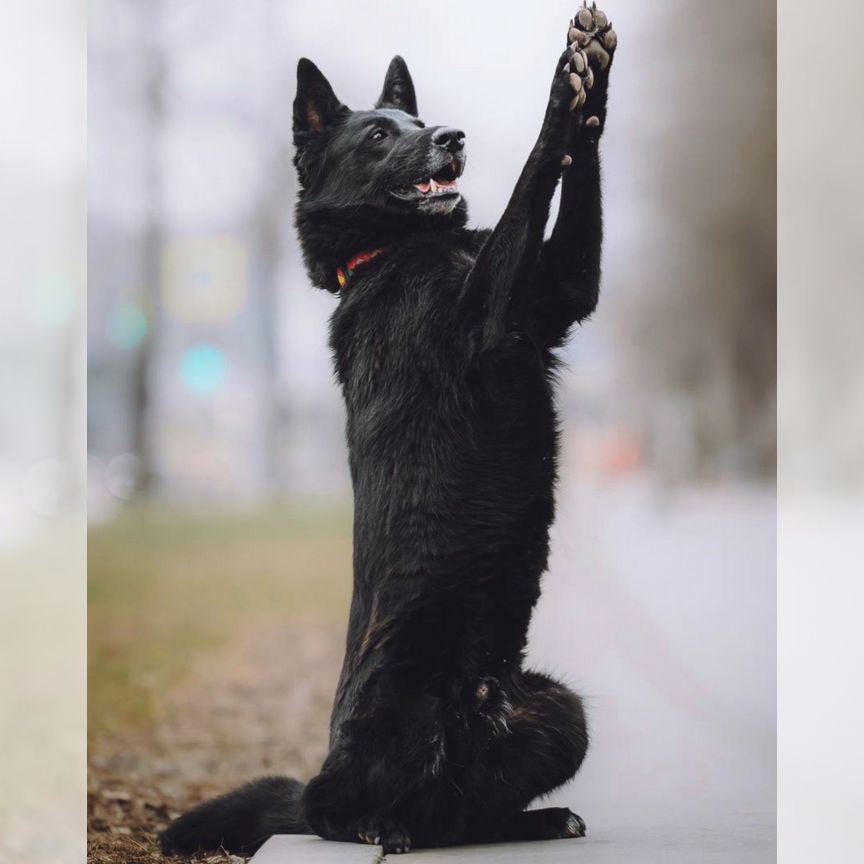 Взрослый пёс в добрые руки