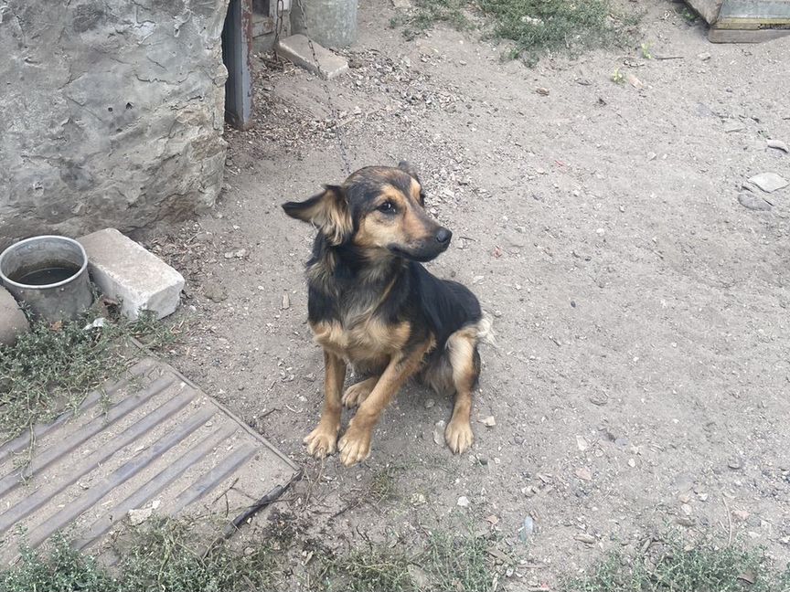 Собака