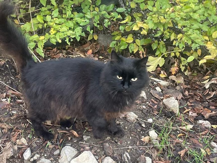 Кошечки и котик в адских условиях, нужен дом