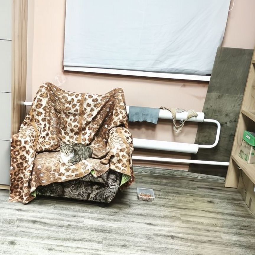 Взрослая, кошка в добрые руки