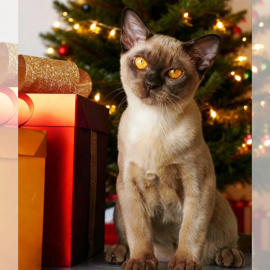 Европейский бурманский котёнок