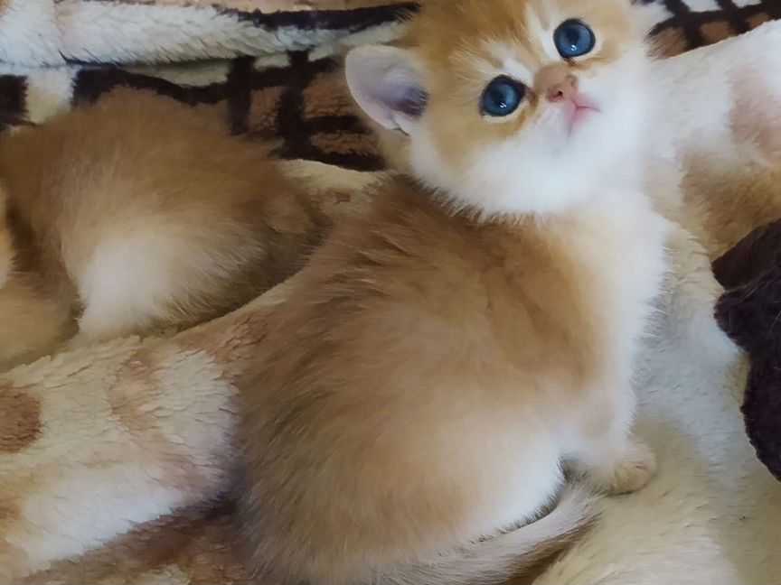 Пупсеныш золотая шиншилла