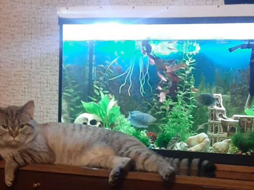 Кот