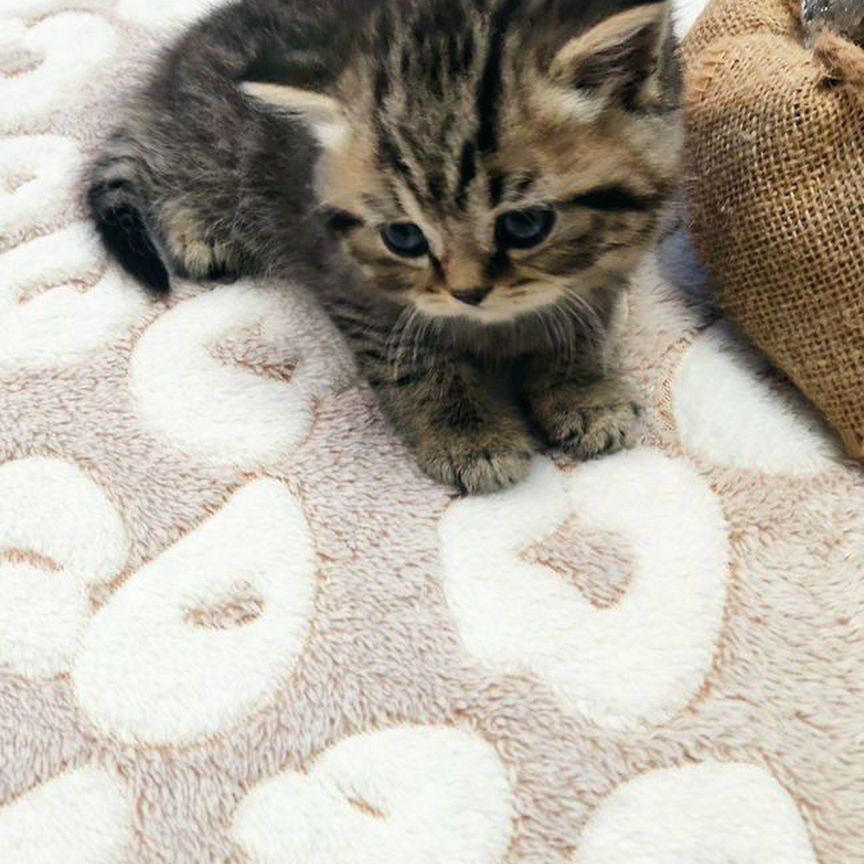 Британская шиншилла