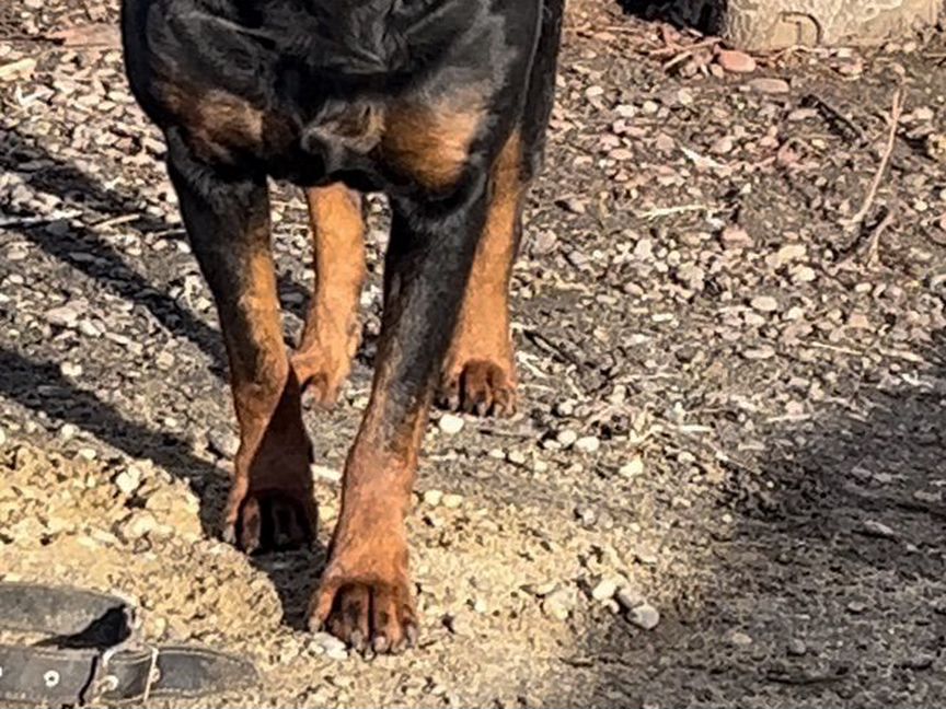 Отдам ротвейлера