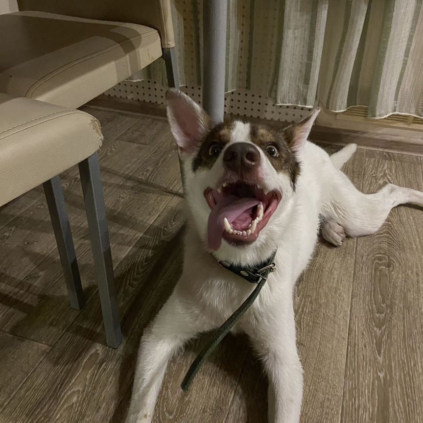 Взрослый пёс в добрые руки