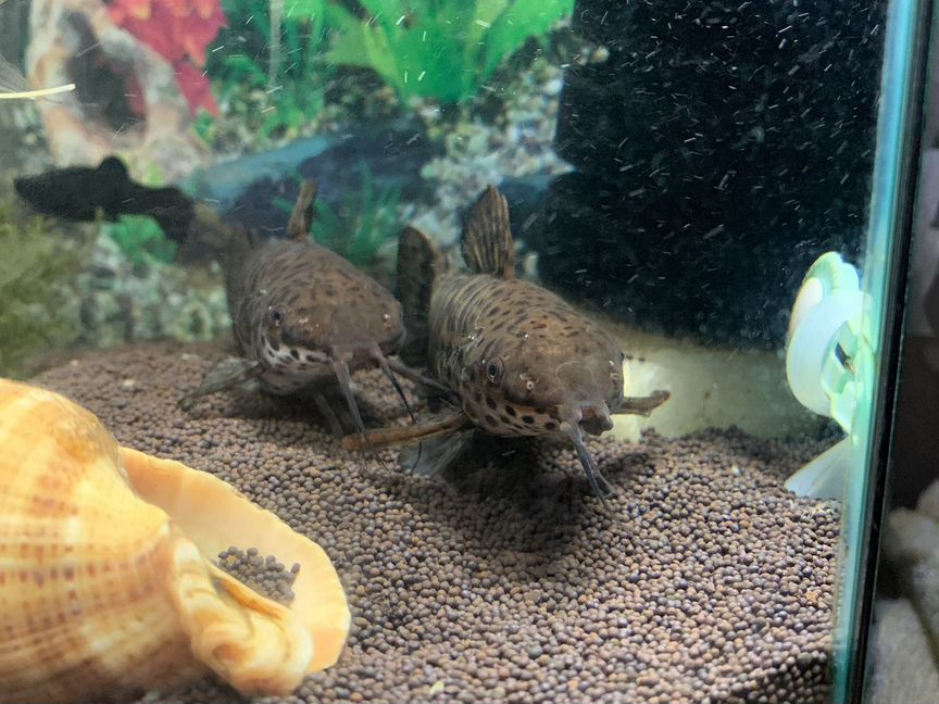 Сомик таракатум