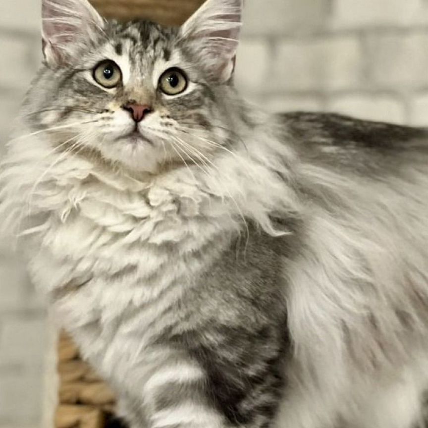 Котята норвежская лесная питомник