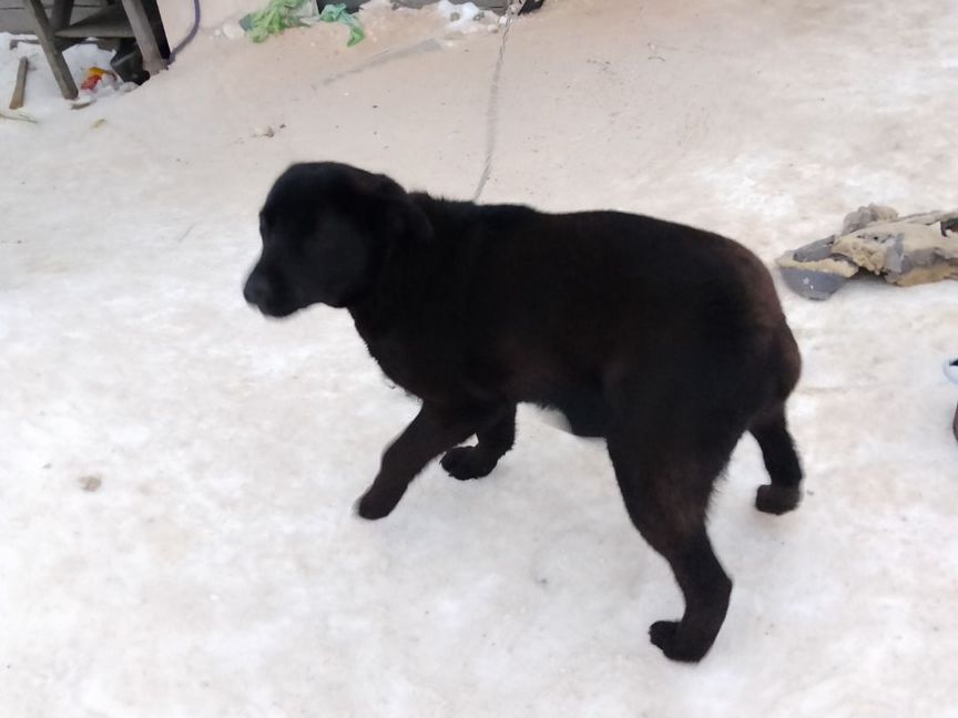 Щенки лабрадора бесплатно