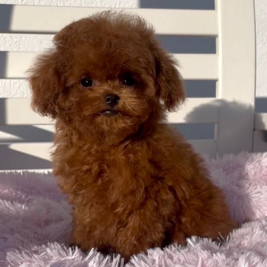 Мальтипу, щенок