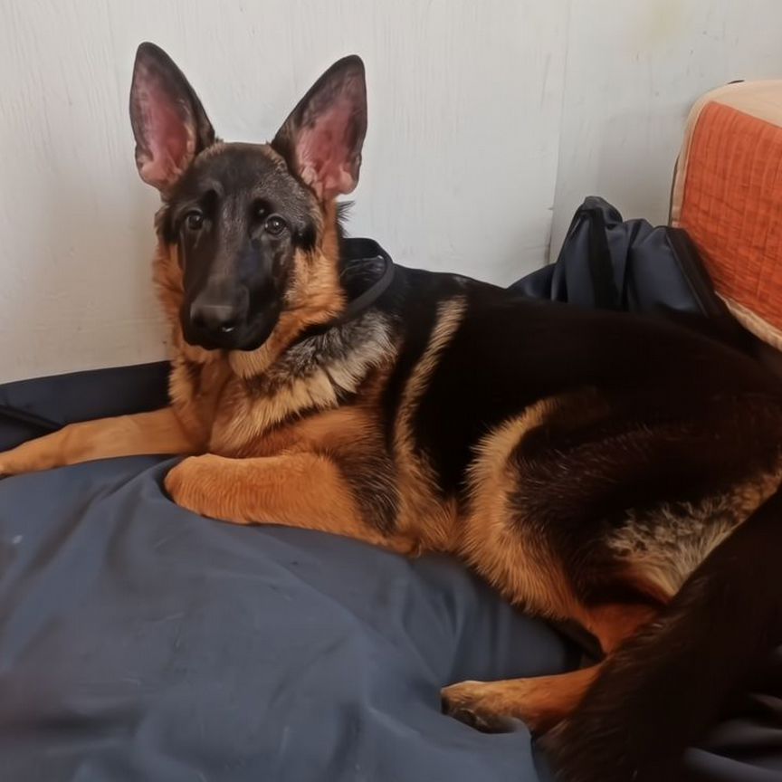 Немецкая овчарка, щенок