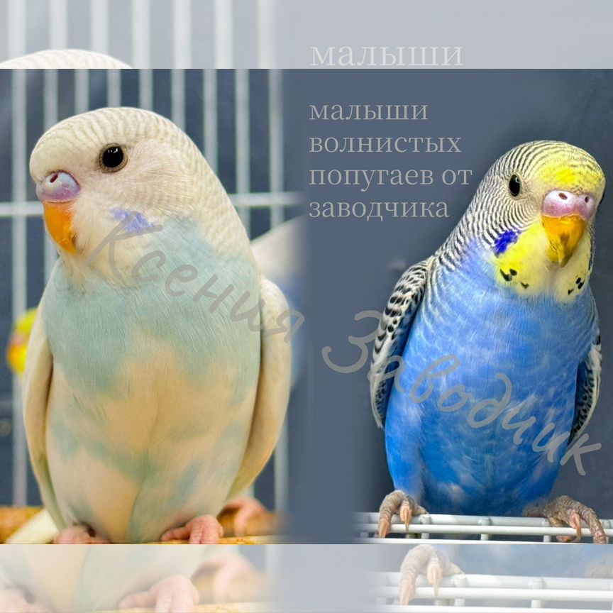 Волнистый попугай малыши для обучения