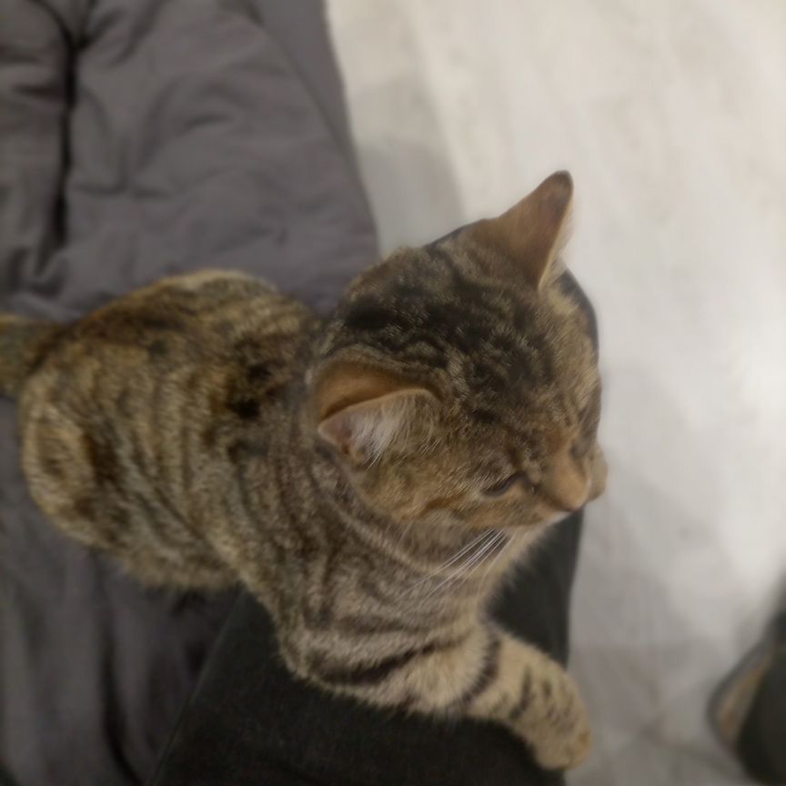 Найдена кошка