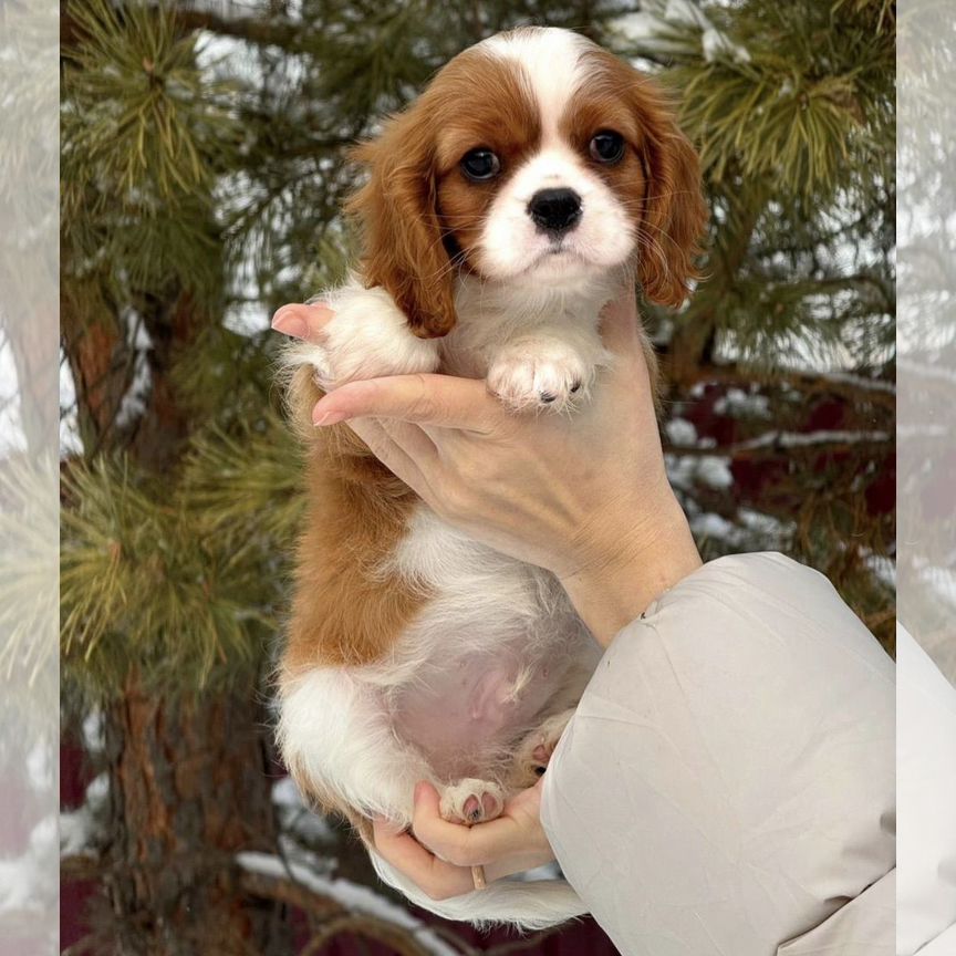 Кавалер кинг-чарльз-спаниель, щенок