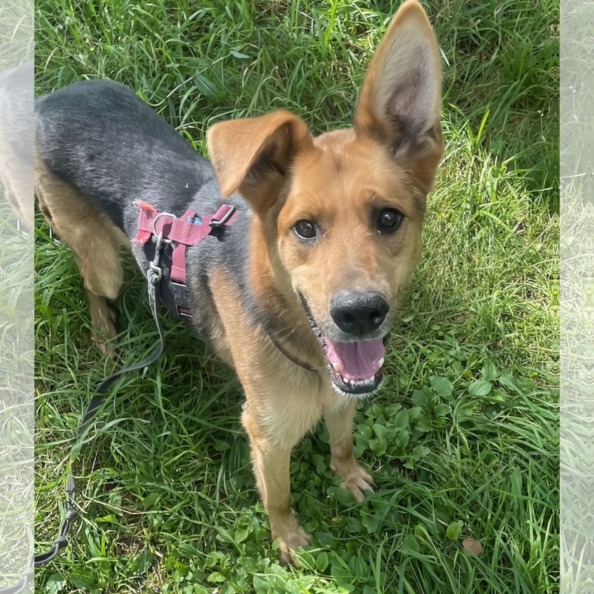 Взрослый пёс в добрые руки