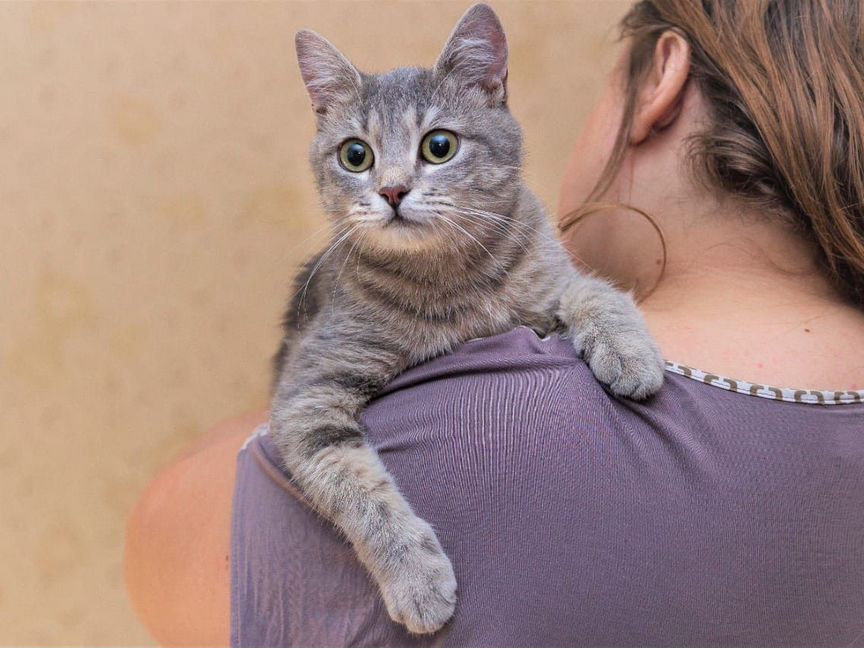 Кошечка в добрые руки