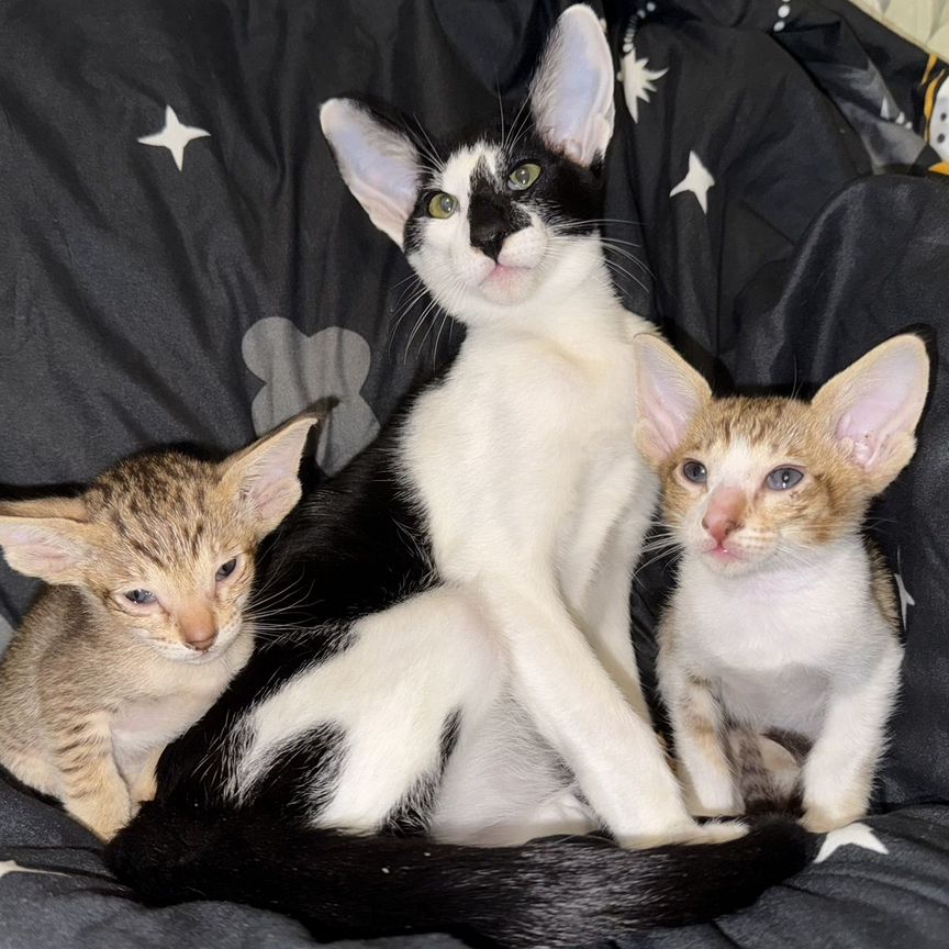 Ориентальный котёнок