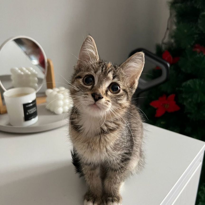 Отдам котенка