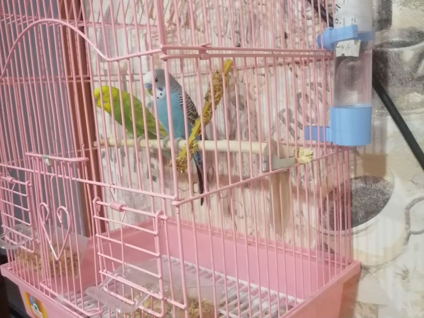 Волнистый попугай с клеткой