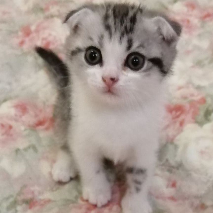 Шотландский вислоухий короткошёрстный котёнок