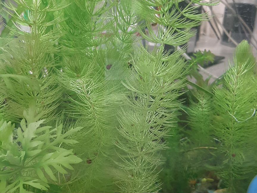 Трава в аквариум