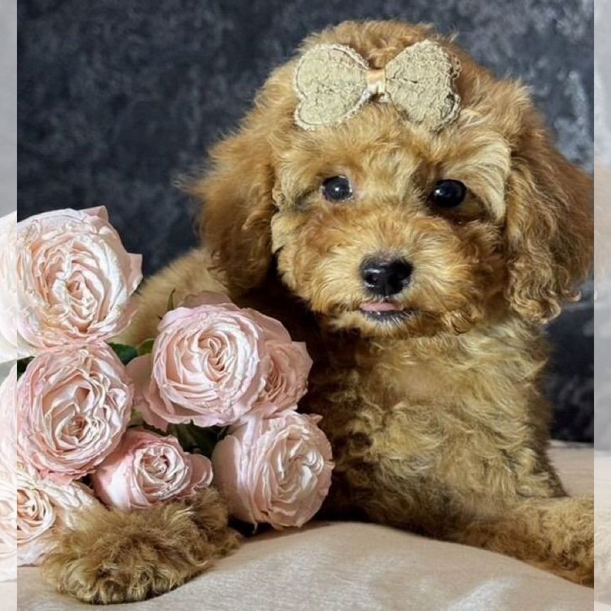 Мальтипу, щенок