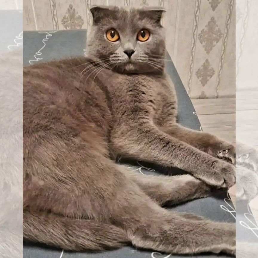 Шотландская вислоухая короткошёрстная кошка, вязка