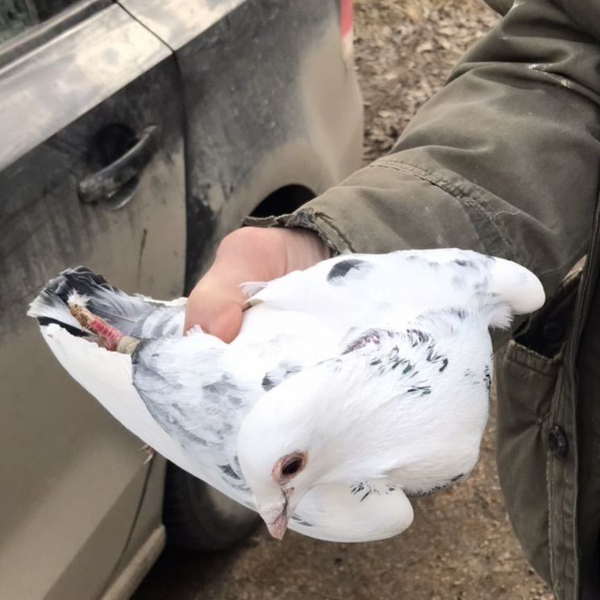 Шимели чехи