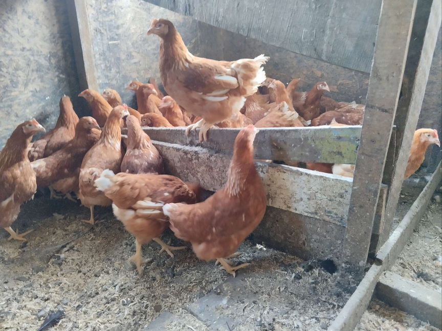 Куры,Индюки,цыплята,козы,козлята