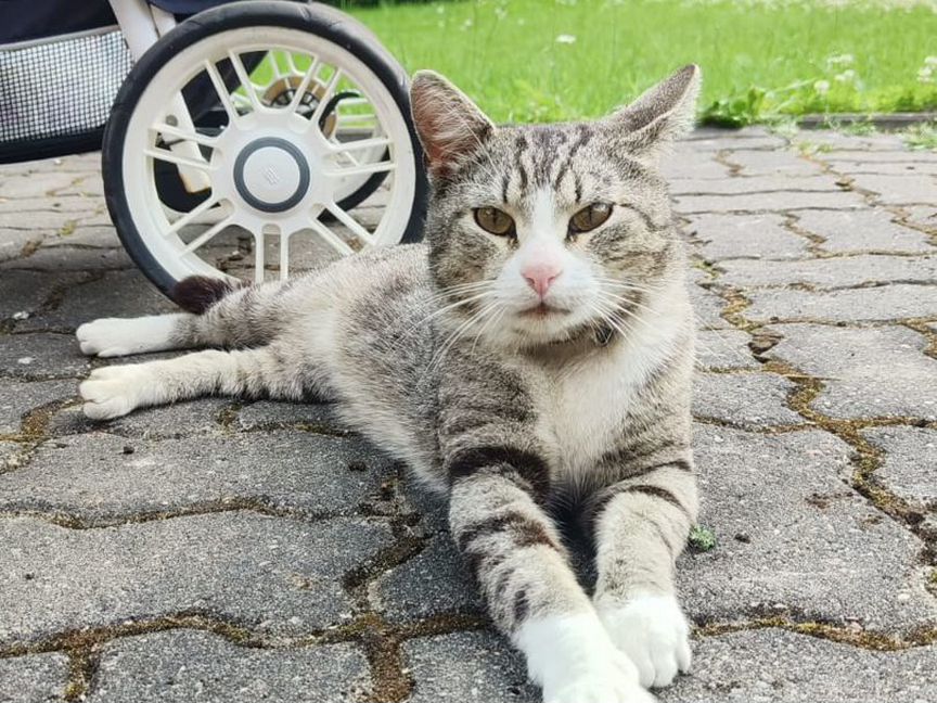 Кошки в добрые руки