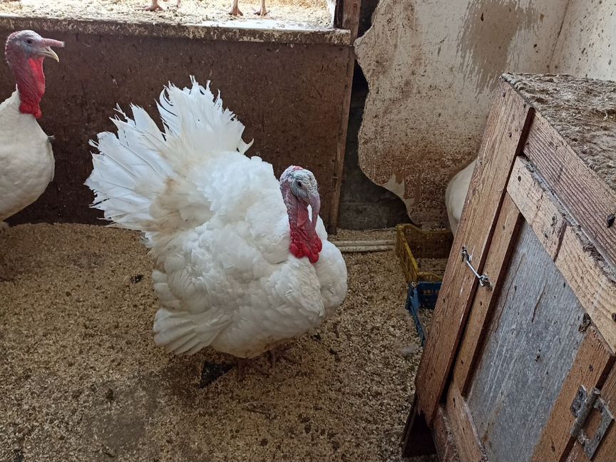 Индюки домашние