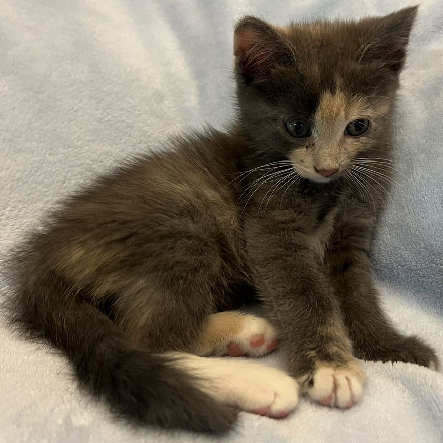 Кошечка метиска с британскими корнями