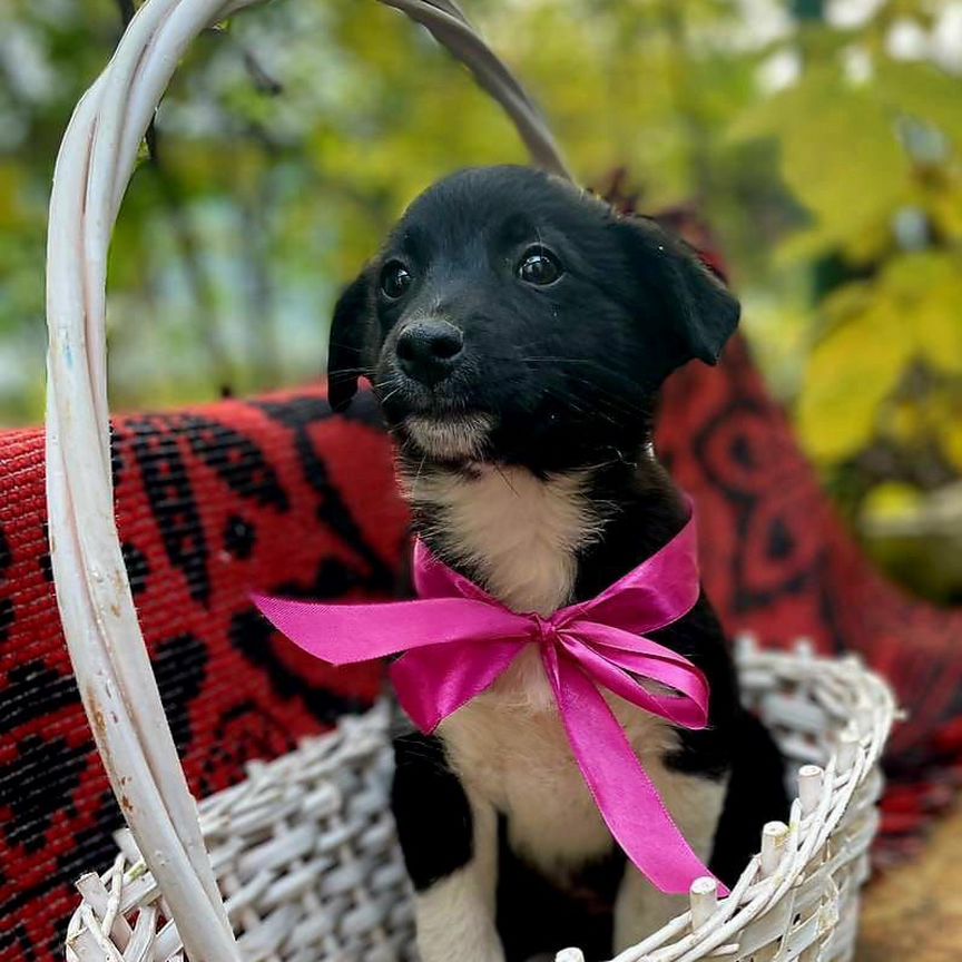 Щеночек Молли ищет дом