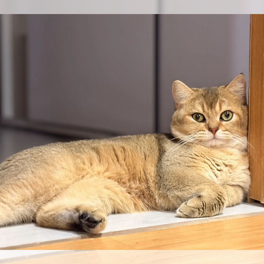 Шотландский прямоухий короткошёрстный кот, вязка