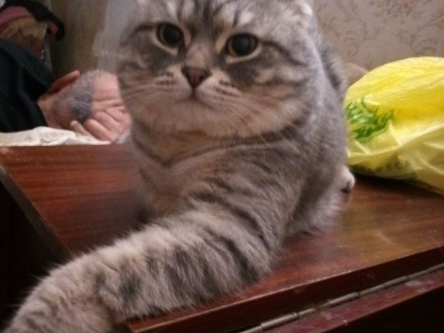 Британский вислоухий кот