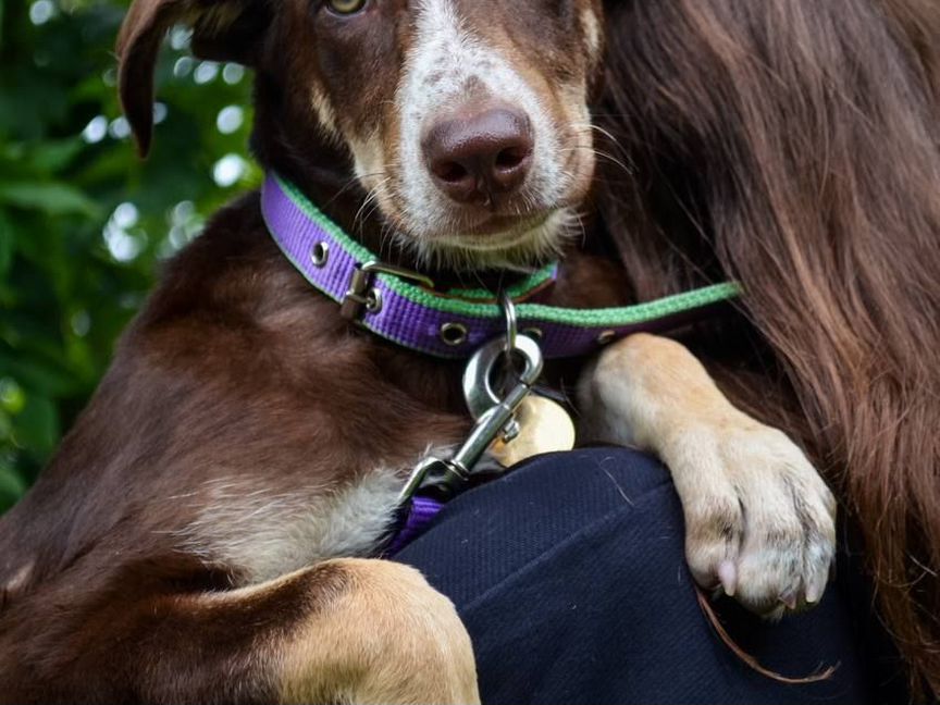 Собака Шоколадка ищет дом